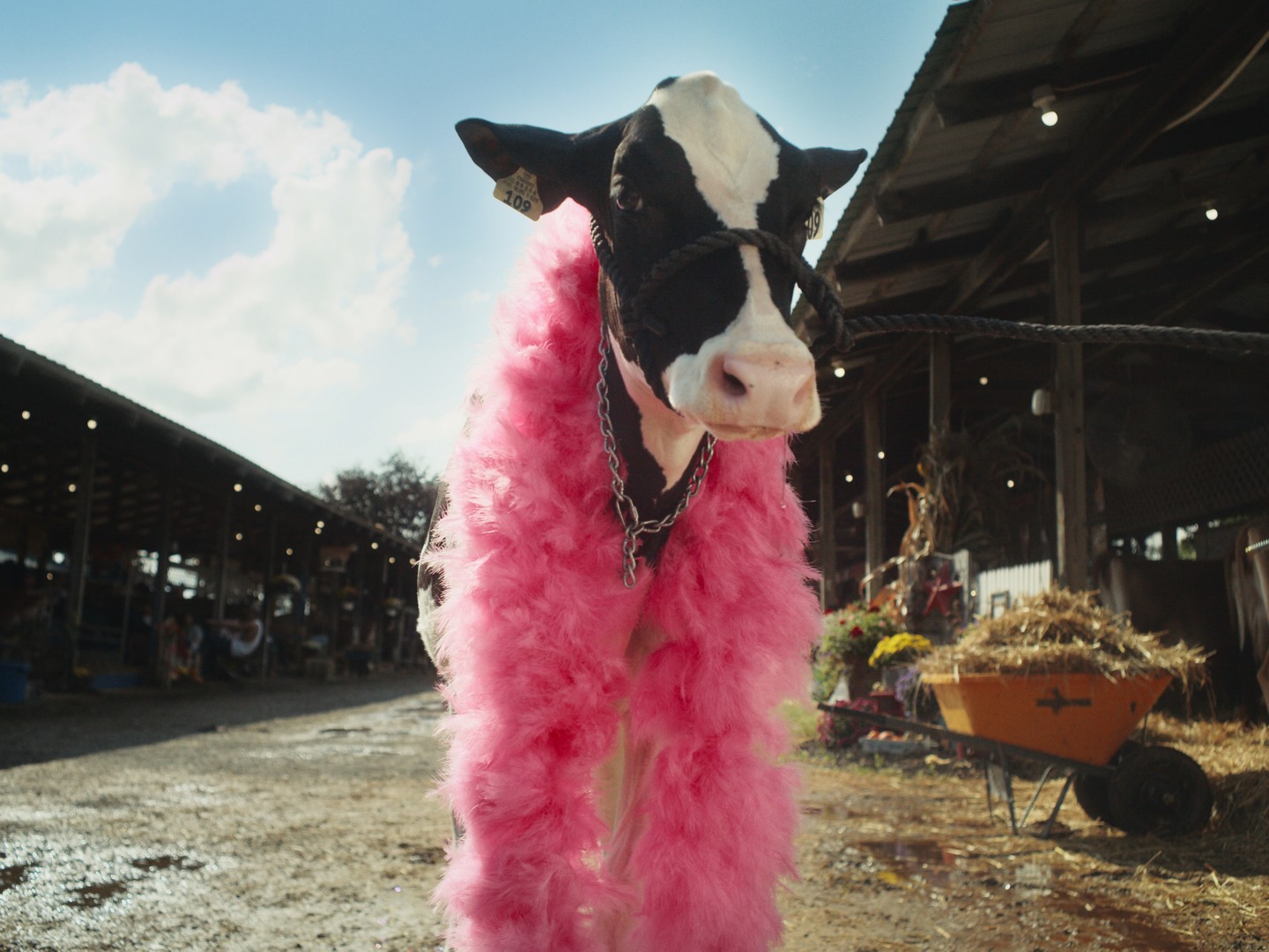 Dress a Cow by Dawn Luebbe | Documentary Short Film